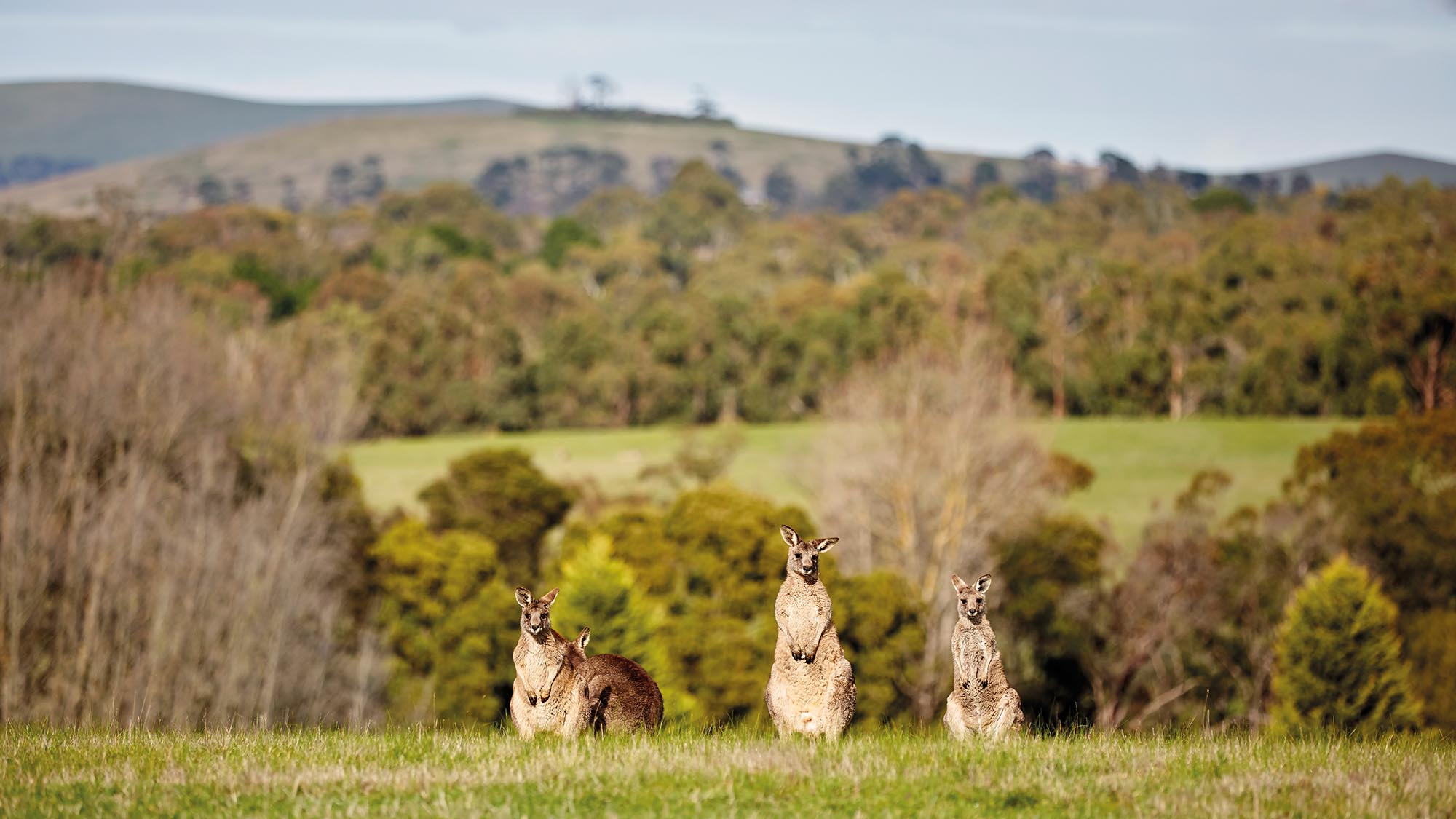 New House & Land for Sale in Wallan, VIC | Wallara Waters Frasers Property